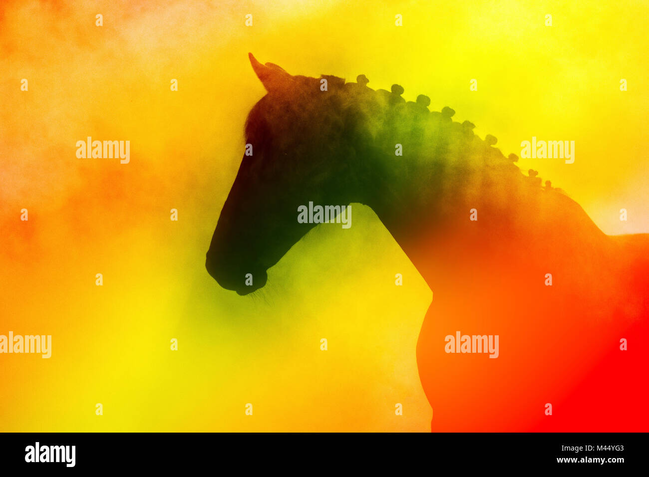 Warmblood horse with special lightning effects using a smoke machine ...