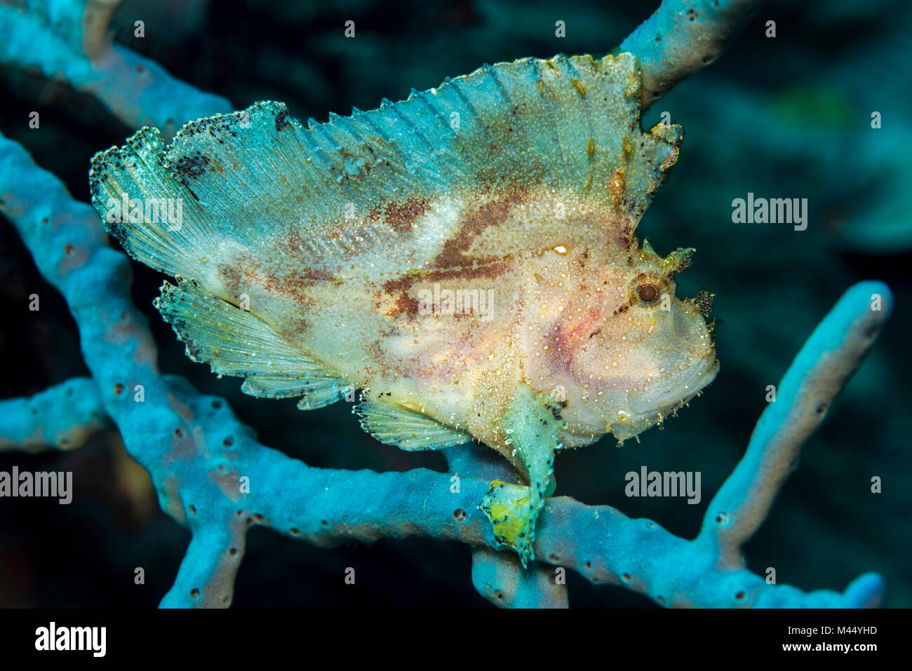Leaf Scorpionfish (Taenianotus triacanthus) under water, Banda Sea ...