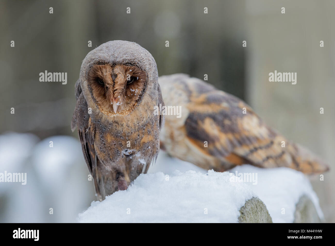 Eurasian Tawny Owl, Strix aluco, in the winter forest near the old ...