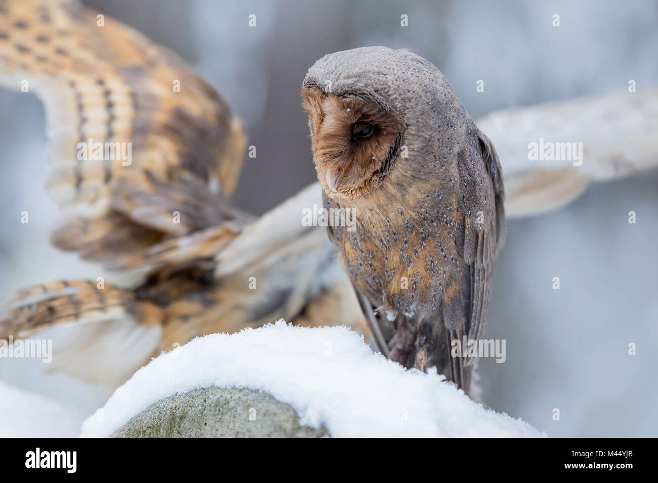 Two Eurasian Tawny Owl, Strix aluco, in the winter forest near the old ...