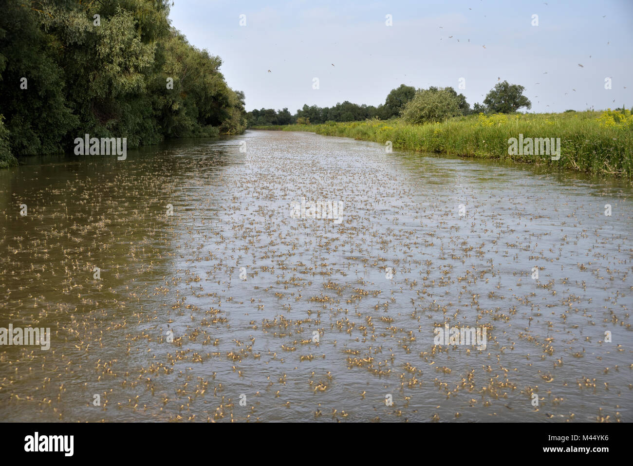 Large number of Long-tailed Mayflies emerging on the water surface on a ...