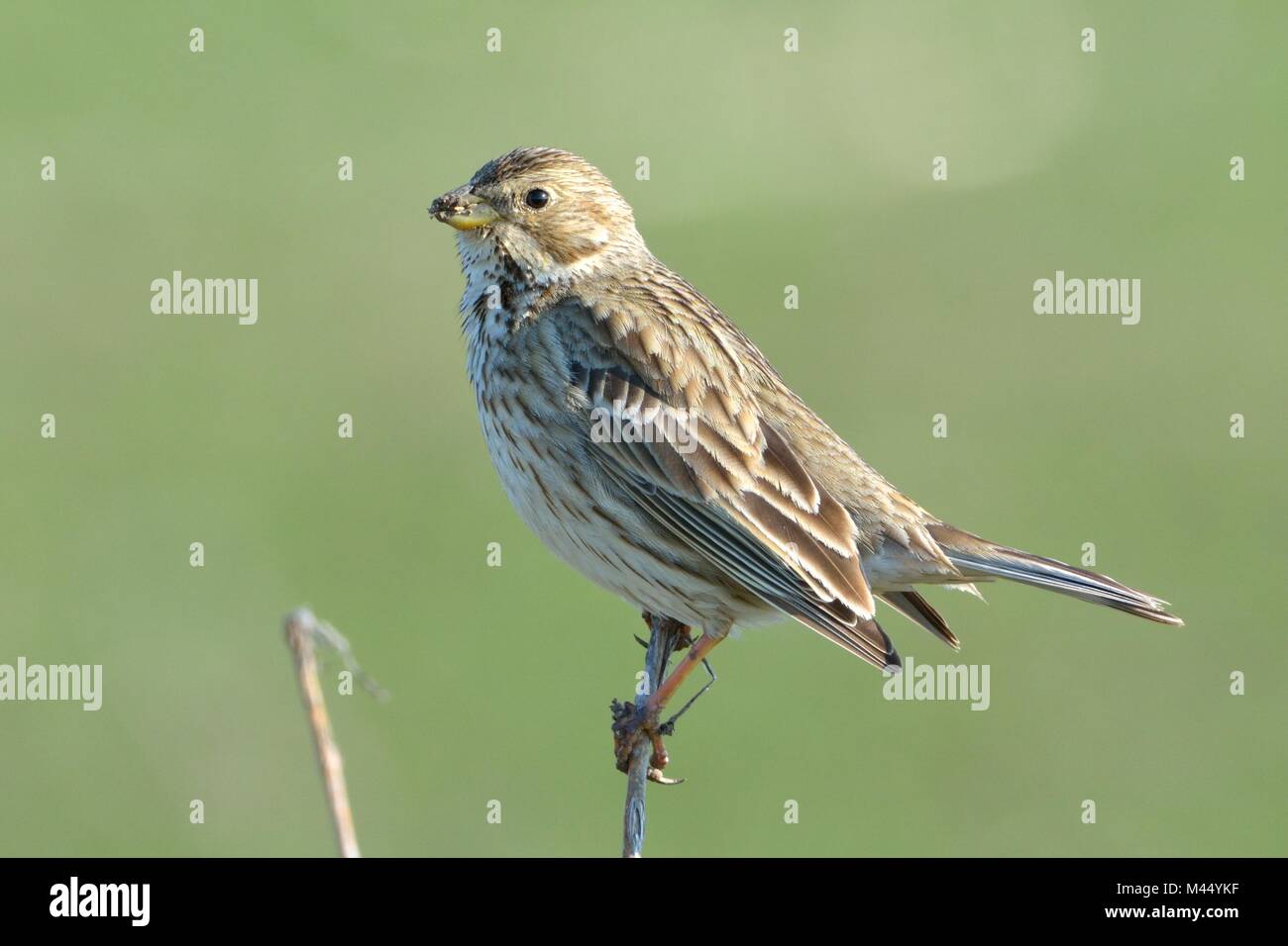 Corn bunting (Emberiza calandra) against green background Stock Photo ...