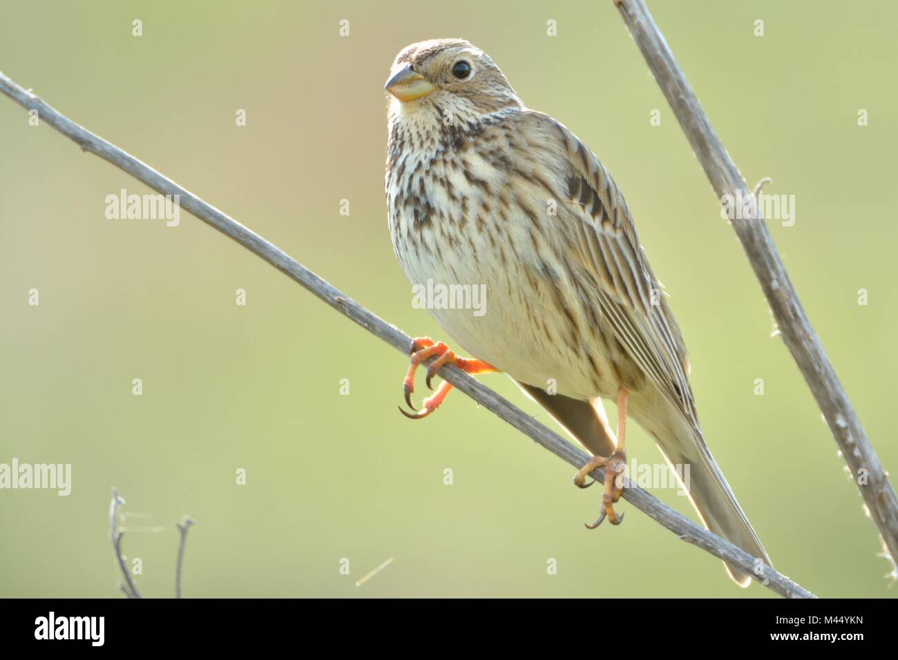 Corn bunting (Emberiza calandra) against green background Stock Photo ...