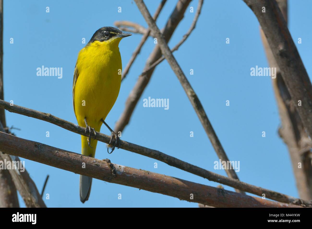 Yellow Wagtail (Motacilla flava feldegg), in Spring Migration, in ...
