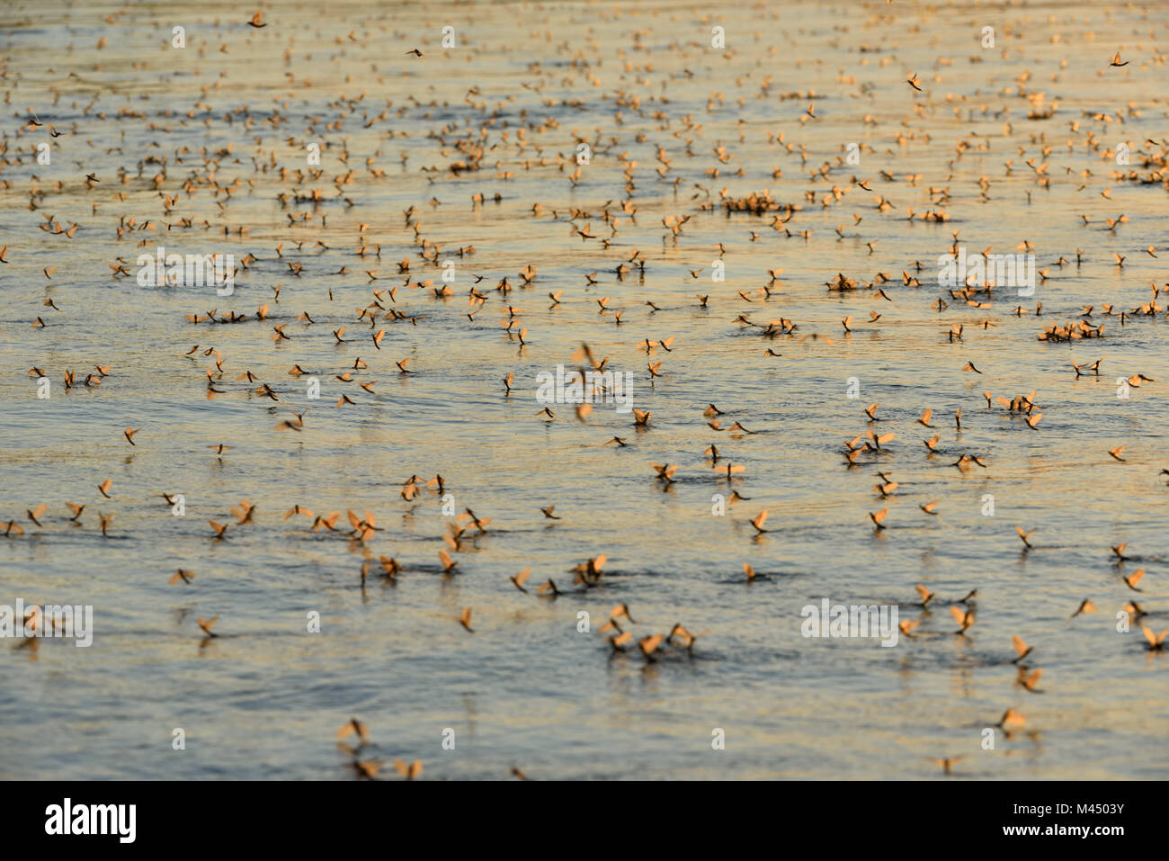 An Invasion of Long-tailed Mayfly (Palingenia longicauda) in Sunset ...