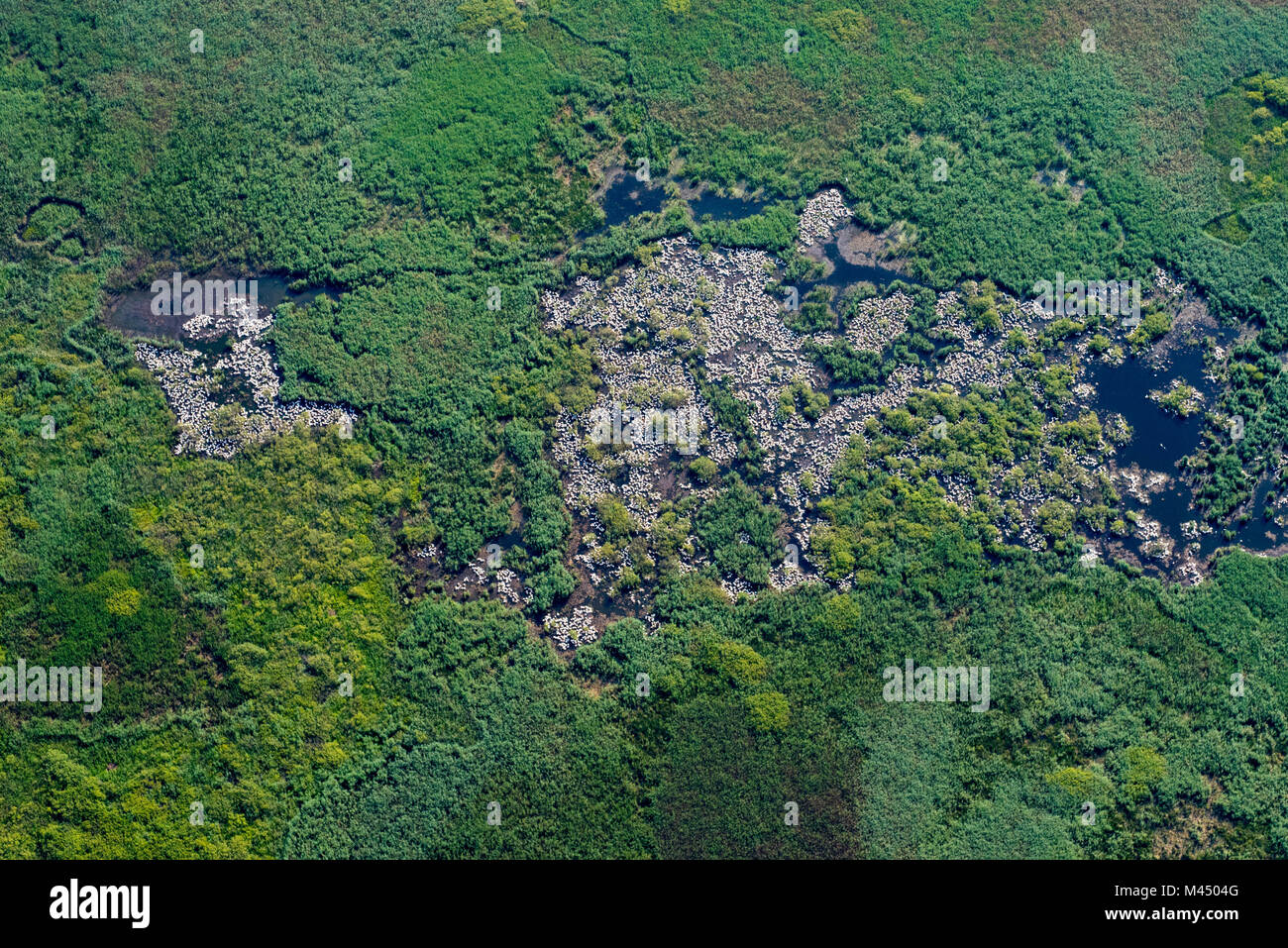 Aerial Aerial View Over White Pelicans Colony (Rosca - Buhaiova), in ...