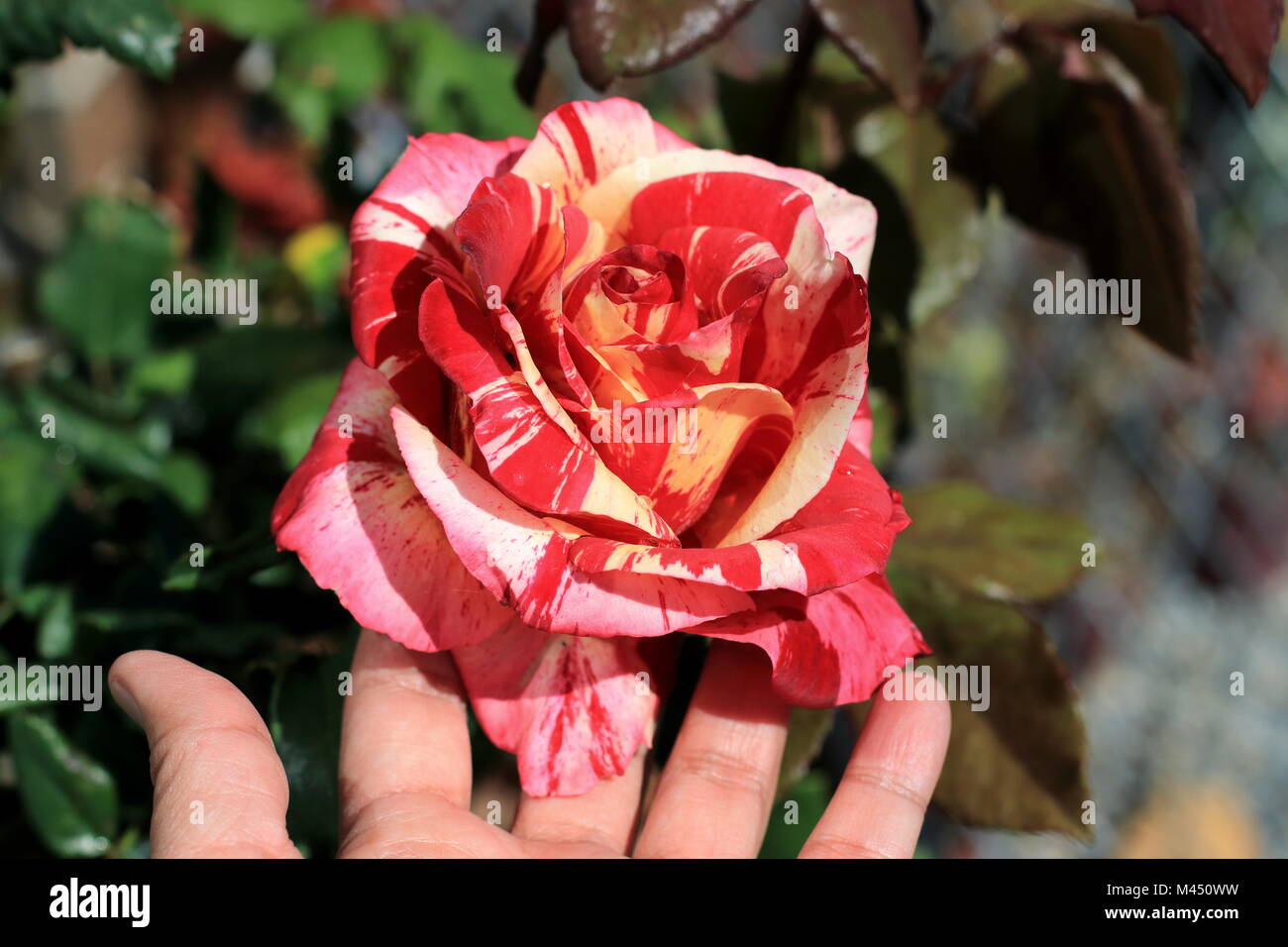 Blooming raspberry tiger rose hi-res stock photography and images - Alamy