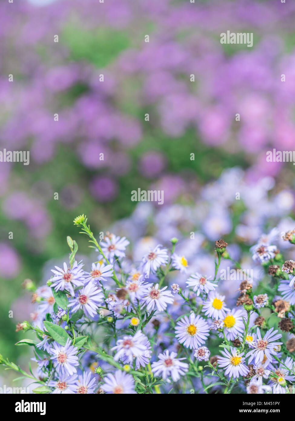 Small blue asters in the garden. Focus on the foreground Stock Photo ...