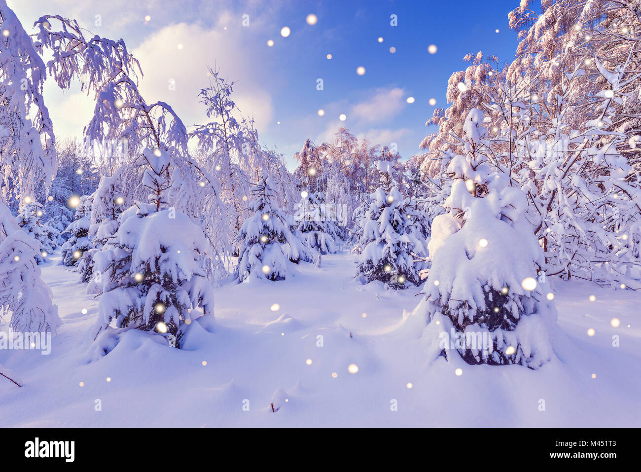View of the winter forest at cold snowy morning time Stock Photo - Alamy