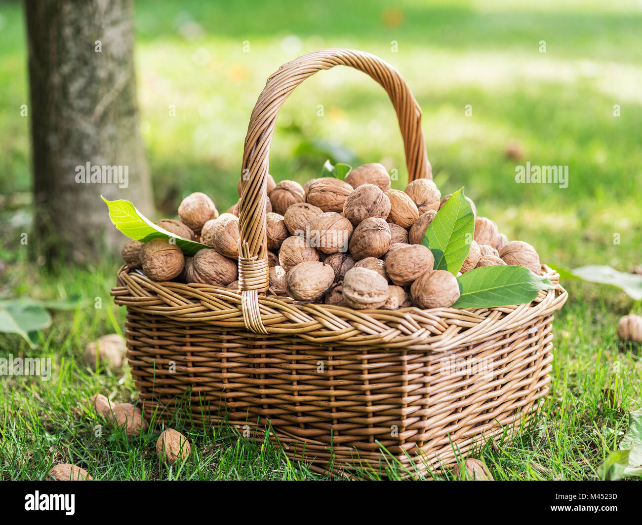 Walnut harvest. Walnuts in the basket on the green grass Stock Photo ...