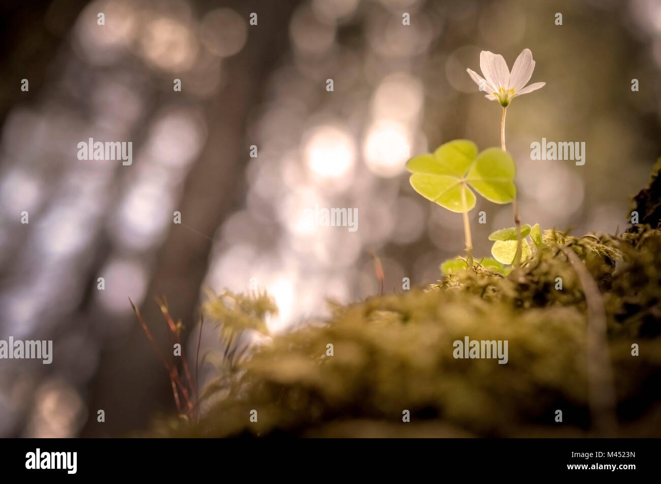 Lonely flower lit by the last light of the day. La Villa, Alta Badia ...