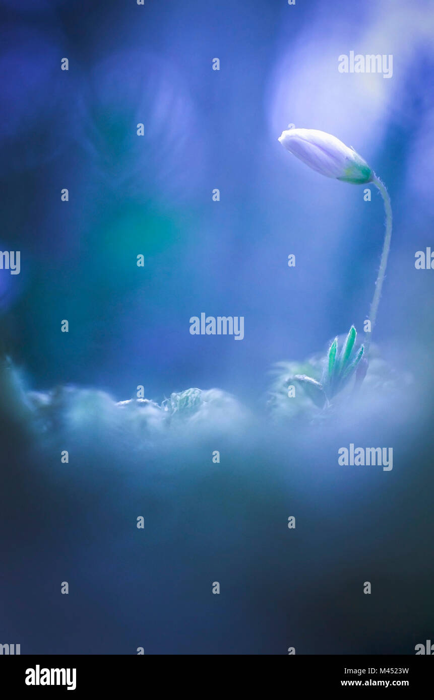 Flower during the blue hour. La Villa, Alta Badia, South Tyrol, Italy ...