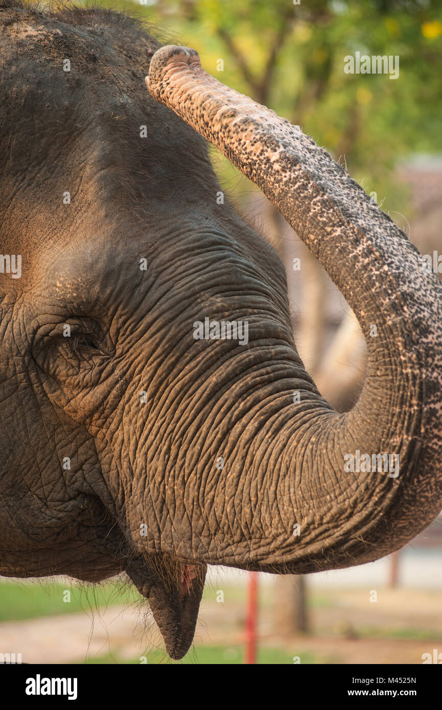 Closeup picture of an elephant head Stock Photo - Alamy