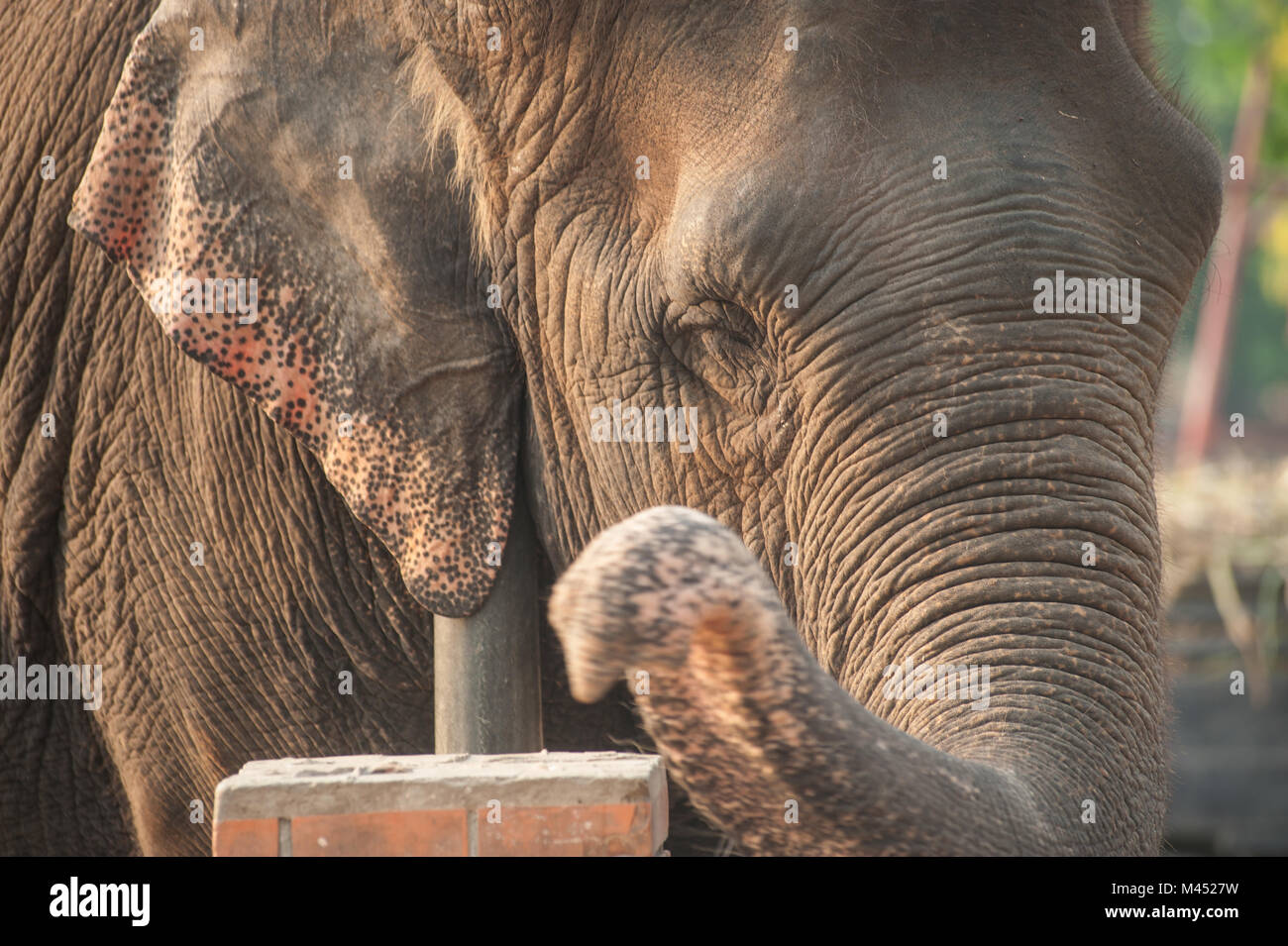 Closeup picture of an elephant head Stock Photo - Alamy