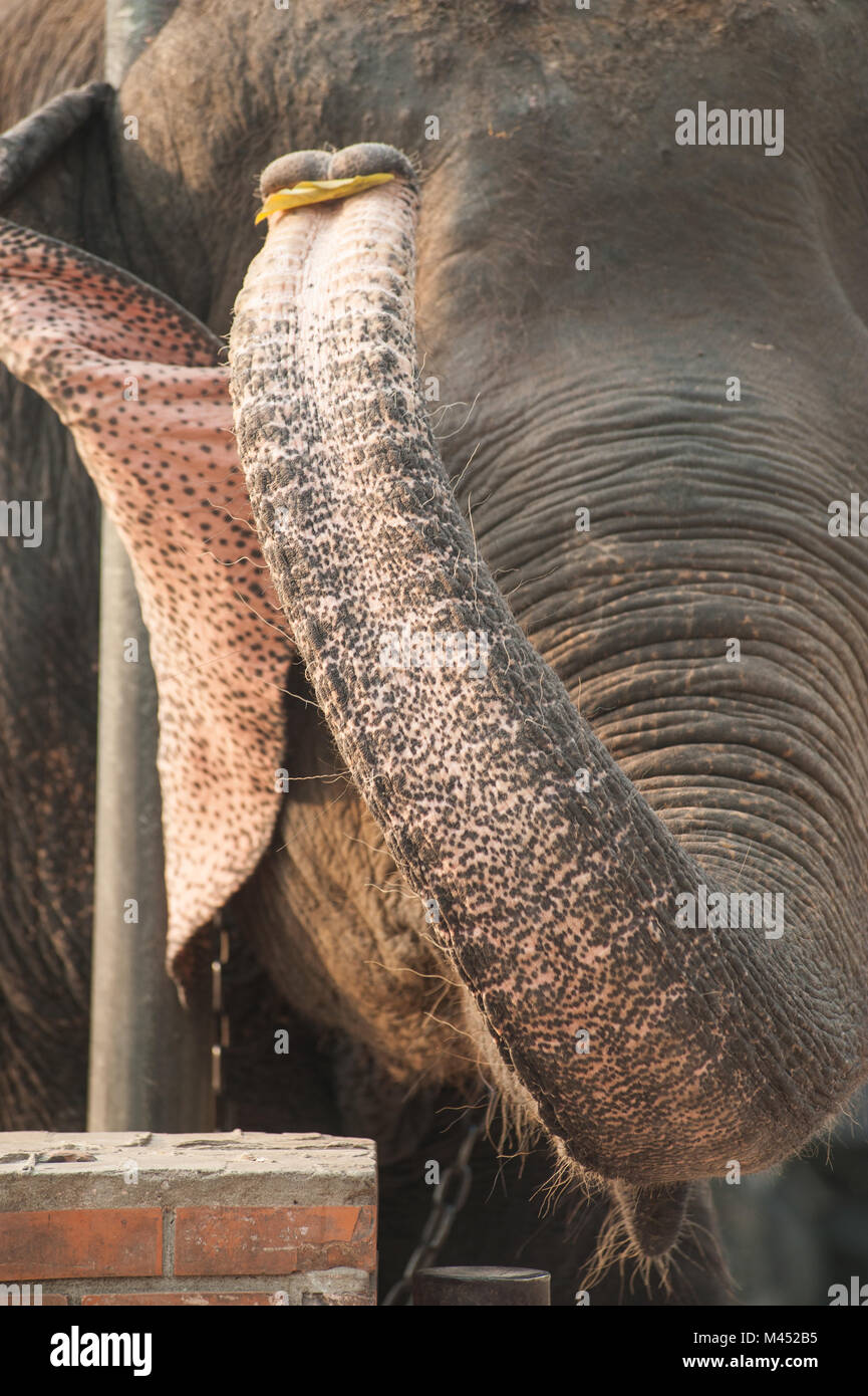 Closeup picture of an elephant head Stock Photo - Alamy