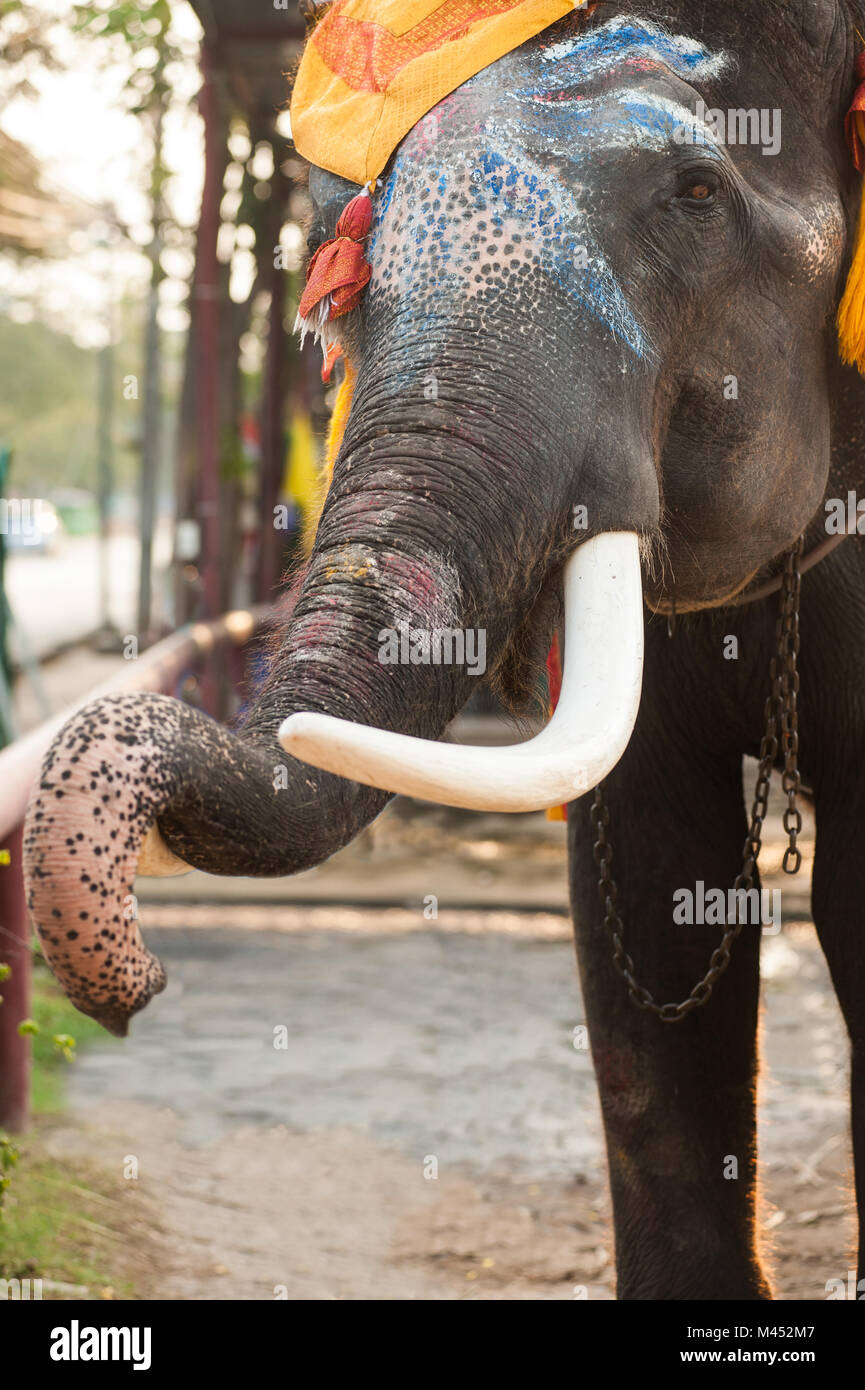 Closeup picture of an elephant head Stock Photo - Alamy