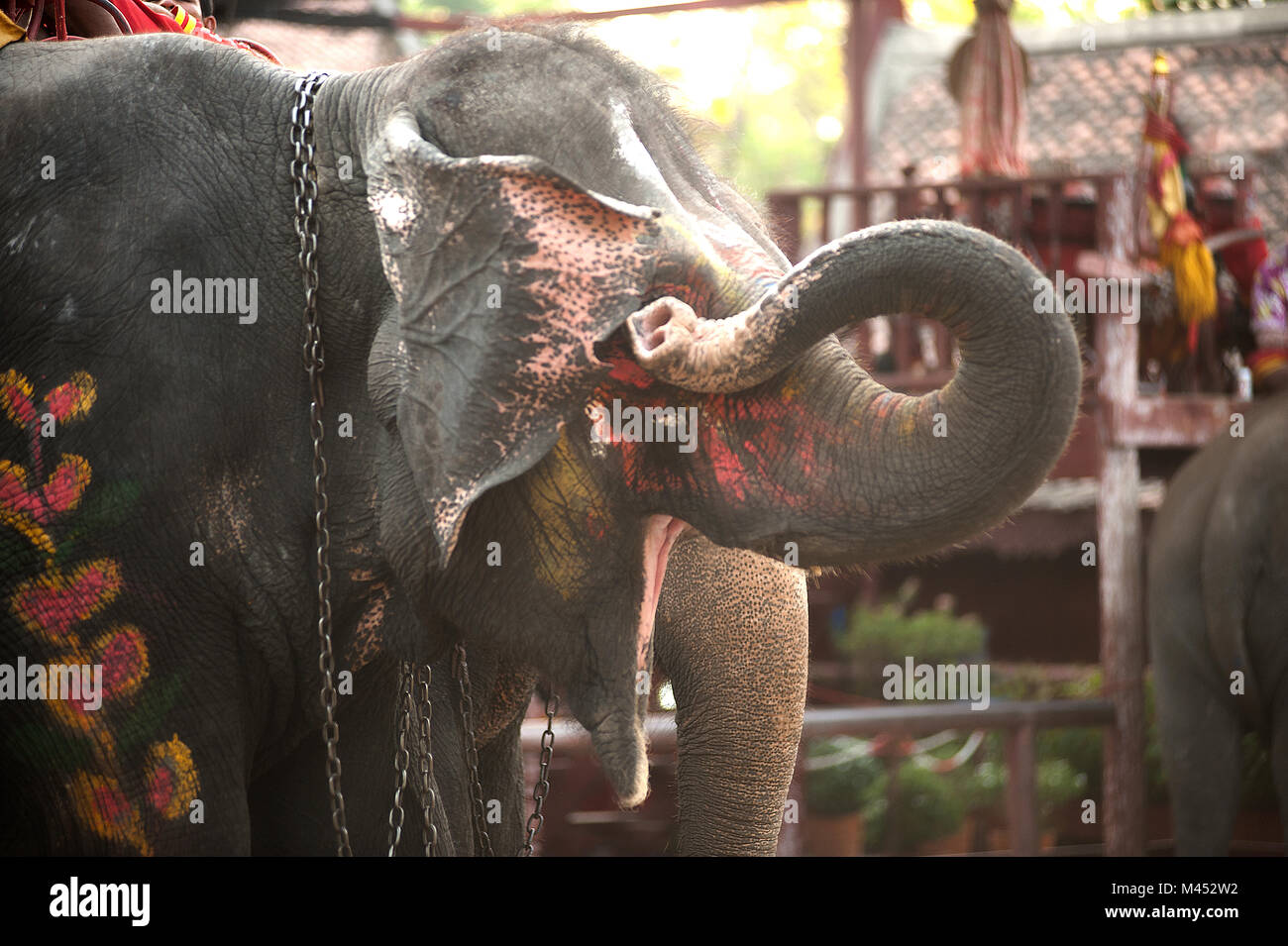 Closeup picture of an elephant head Stock Photo - Alamy