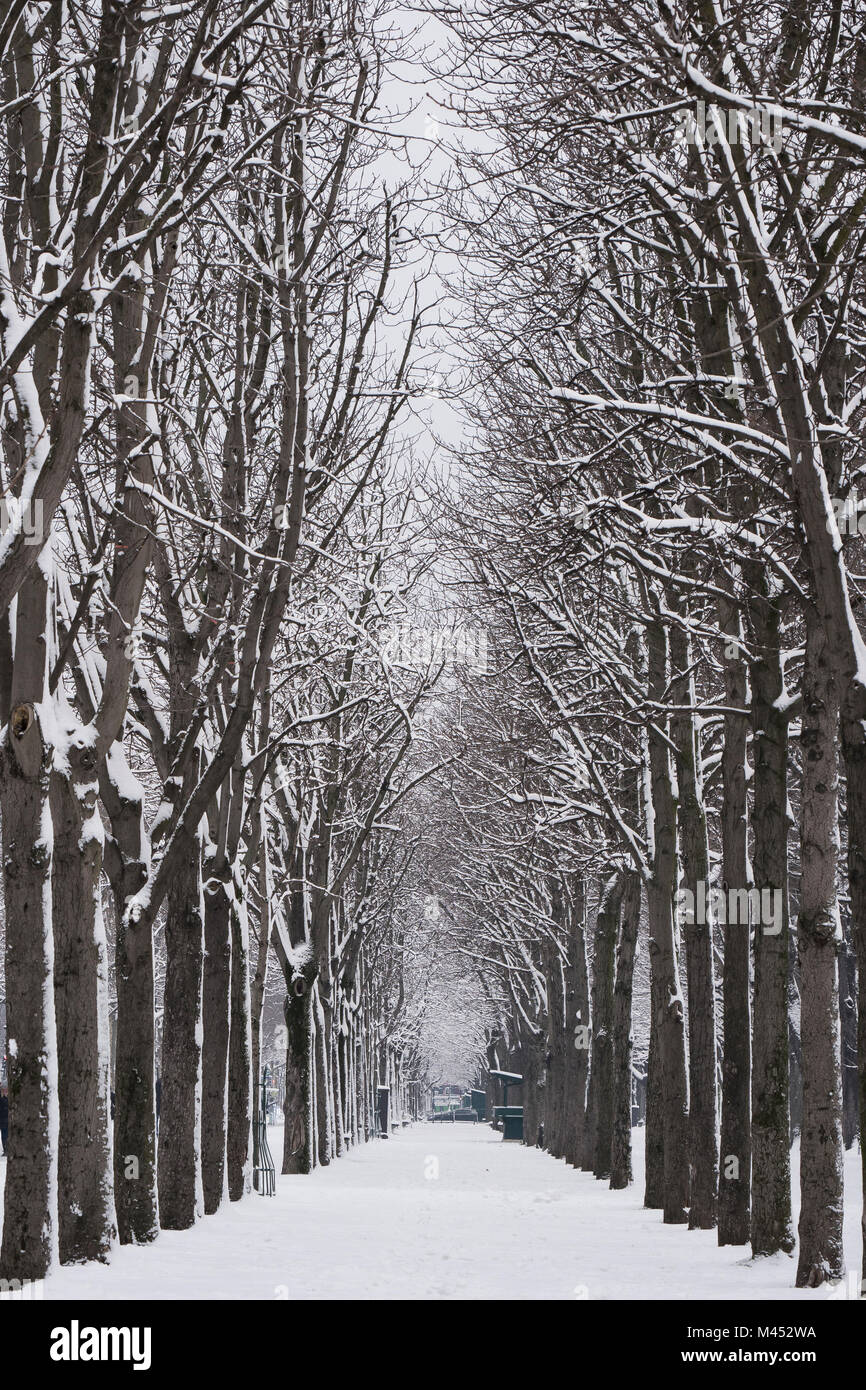 Tree paris path park winter hi-res stock photography and images - Alamy
