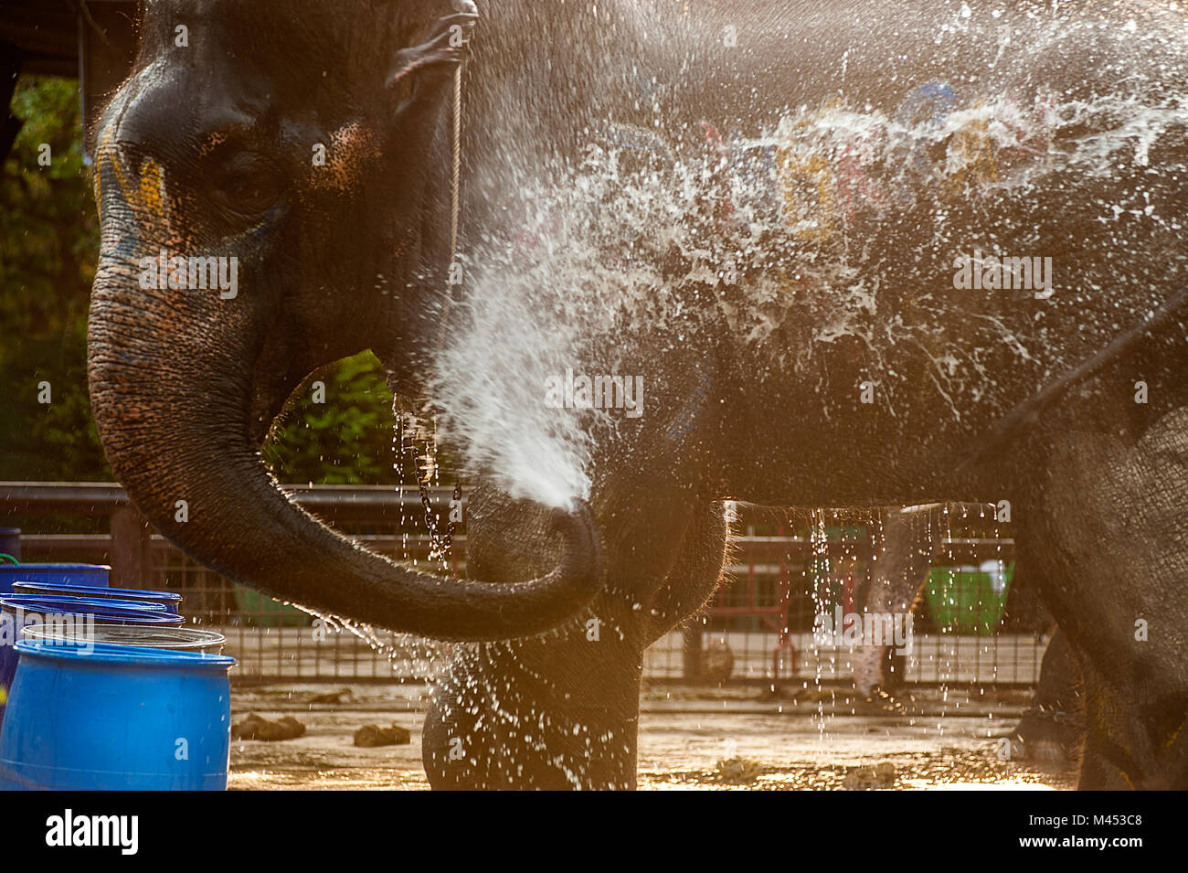 Elephants spray water on themselves happily Stock Photo - Alamy