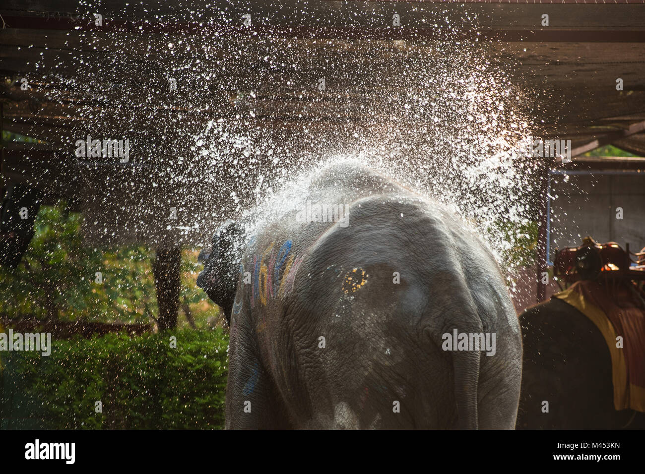 Elephants spray water on themselves happily Stock Photo - Alamy