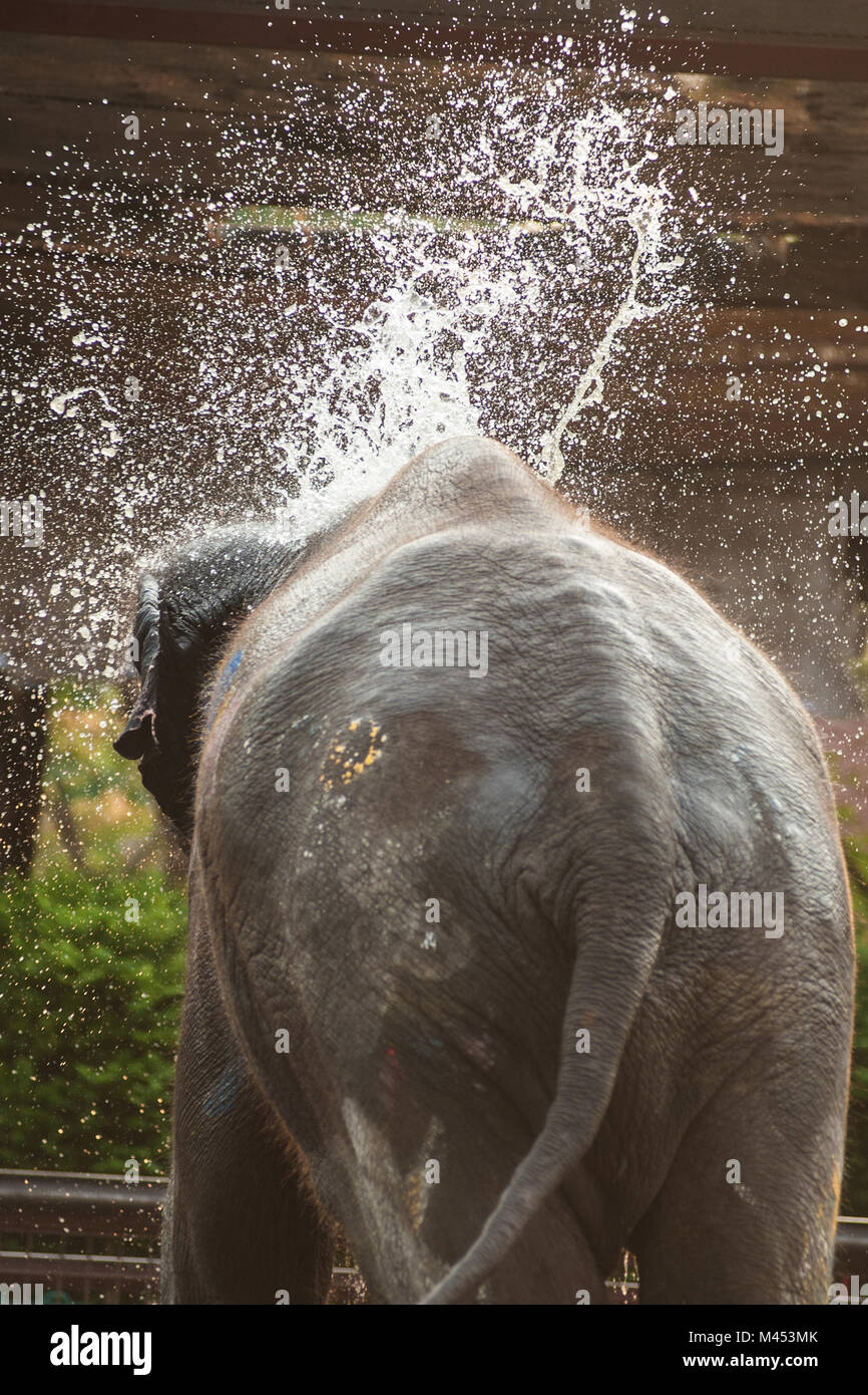 Elephants spray water on themselves happily Stock Photo - Alamy