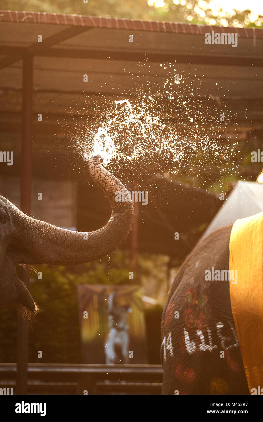 Elephants spray water on themselves happily Stock Photo - Alamy