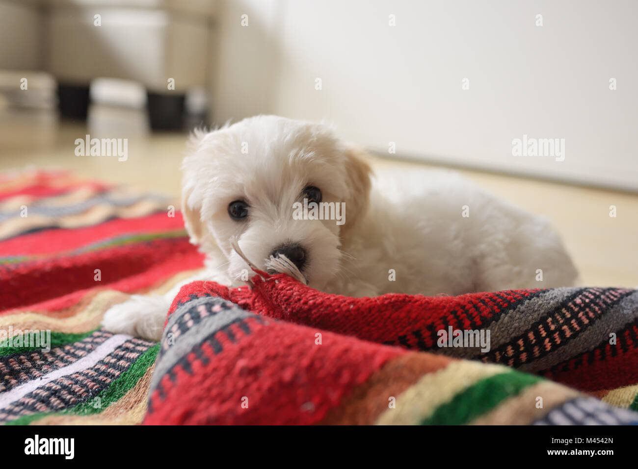 white puppy maltese dog playing Stock Photo - Alamy