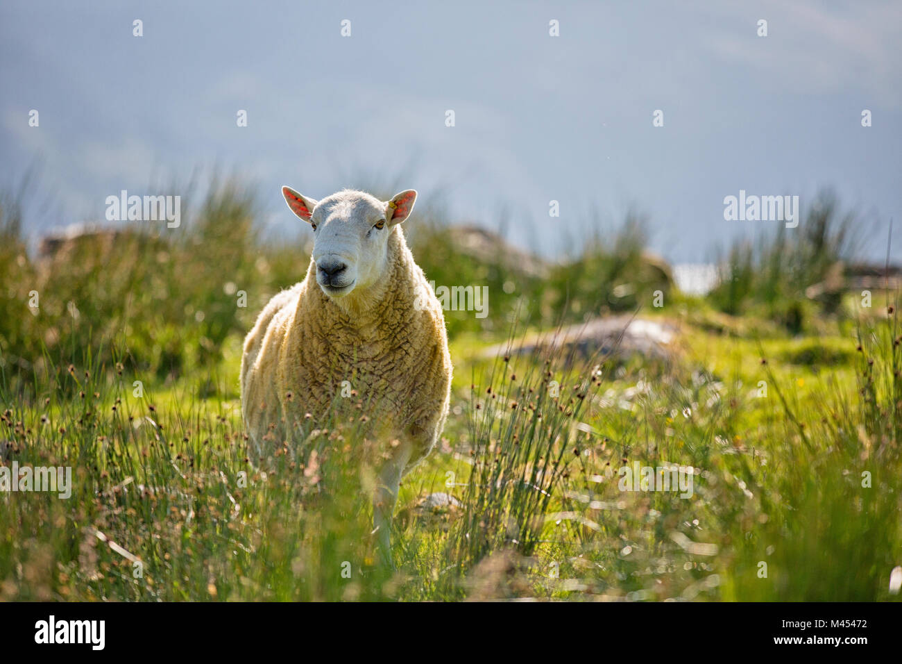 Scottish yellow sheeps hi-res stock photography and images - Alamy