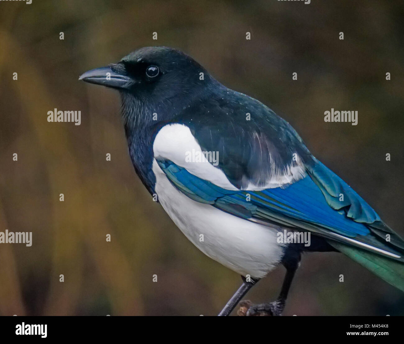 Portrait of magpie Pica pica Stock Photo - Alamy