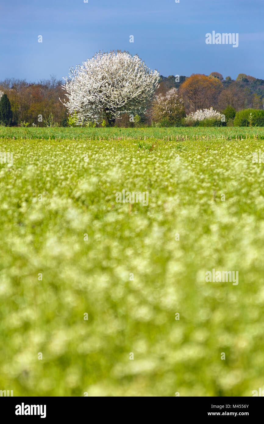 Western european campaign hi-res stock photography and images - Alamy