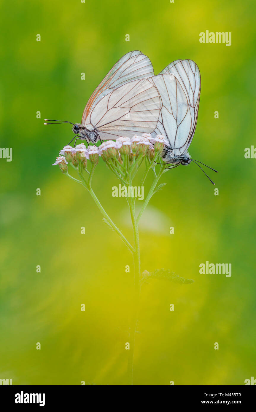 Black-veined white in coupling, Trentino Alto-Adige, Italy Stock Photo ...