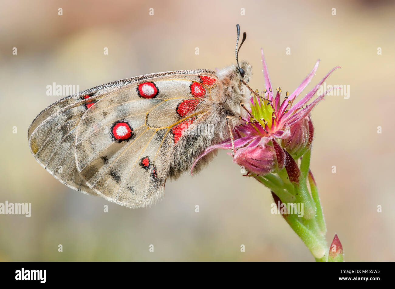 Small apollo hi-res stock photography and images - Alamy