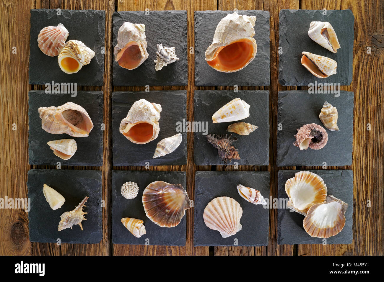 Sea shells on a black slate stone Stock Photo - Alamy