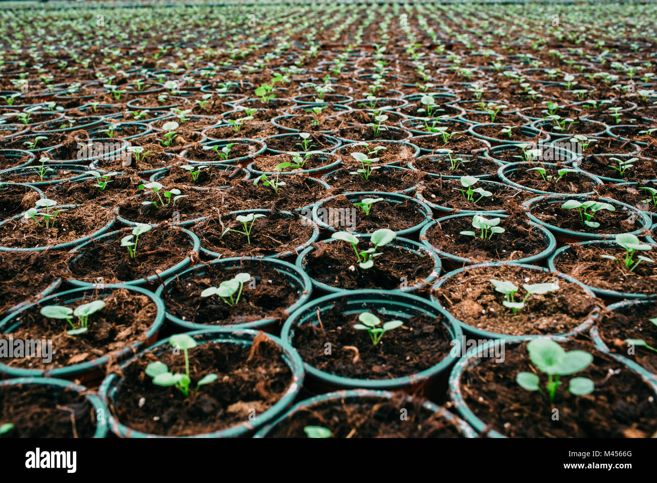 Plantation with flowers in a pot Stock Photo - Alamy
