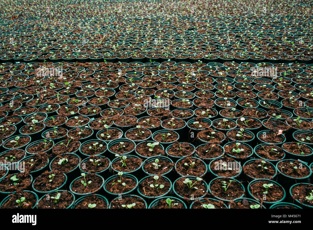 Plantation with flowers in a pot Stock Photo - Alamy