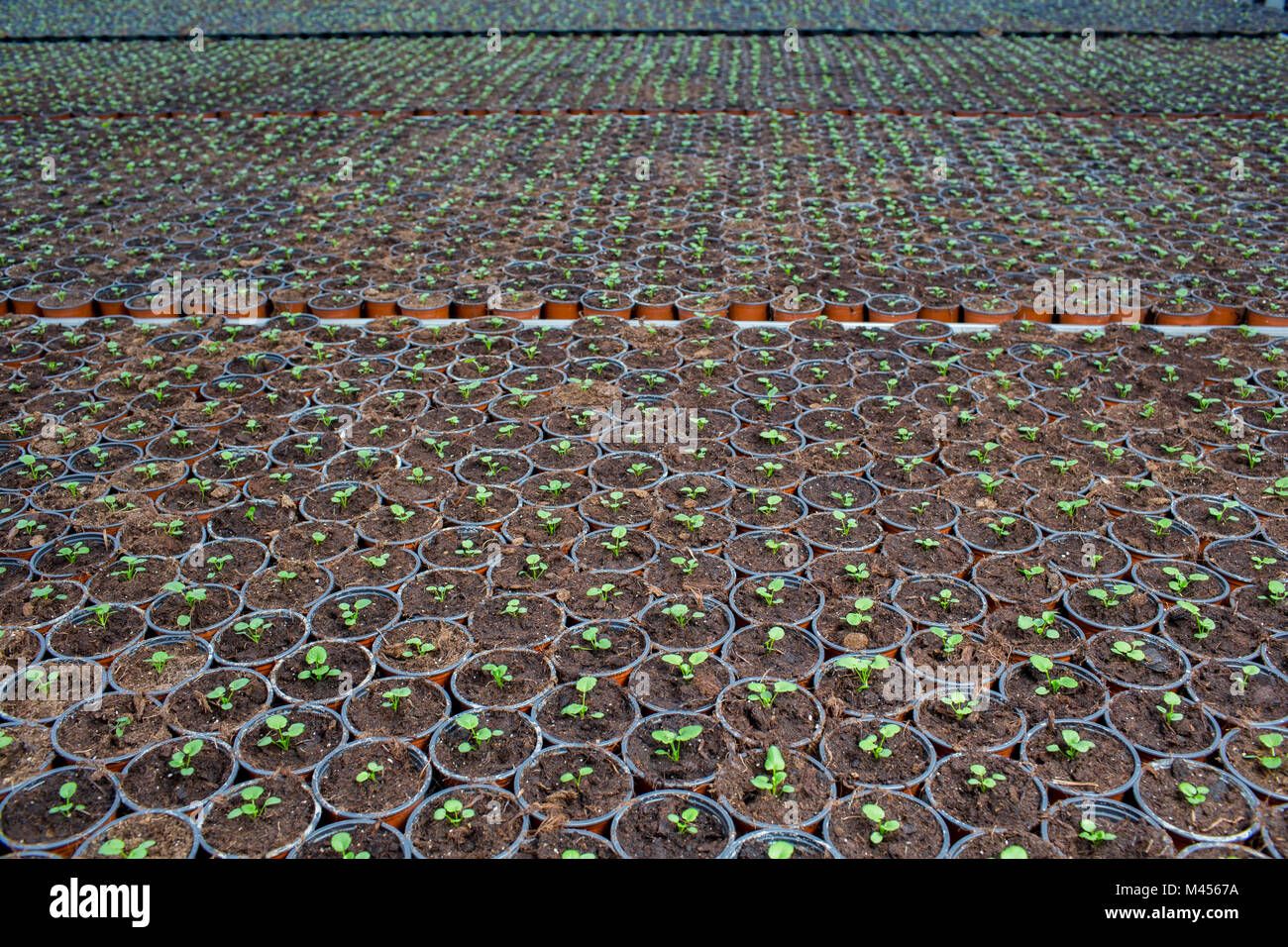 Plantation with flowers in a pot Stock Photo - Alamy