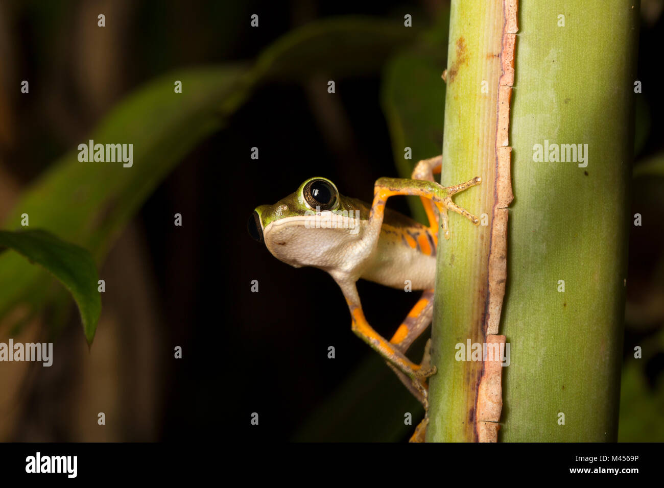 Tiger leg tree frog photographed at night in the jungle near ...