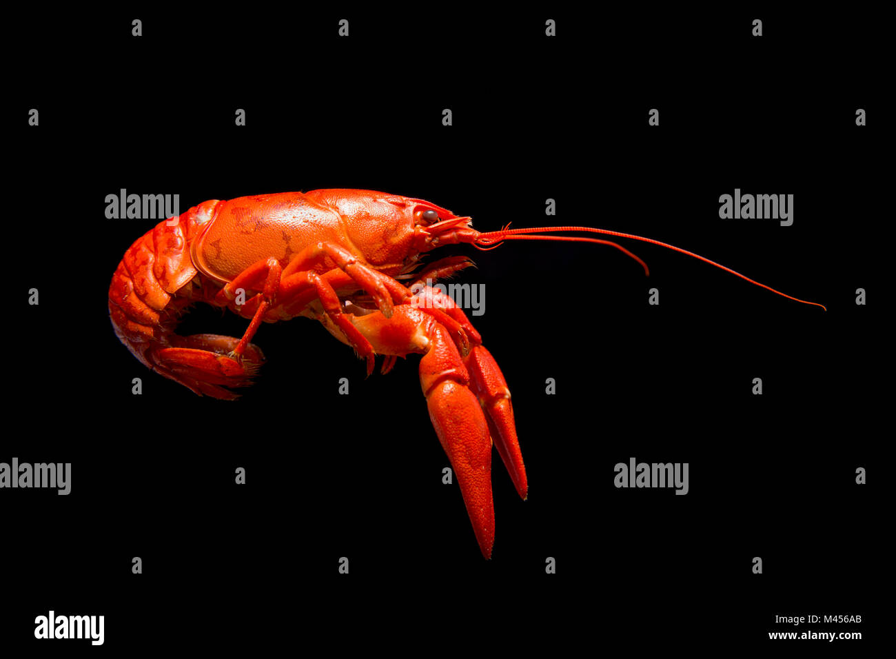A cooked American signal crayfish caught in the UK. The American signal ...