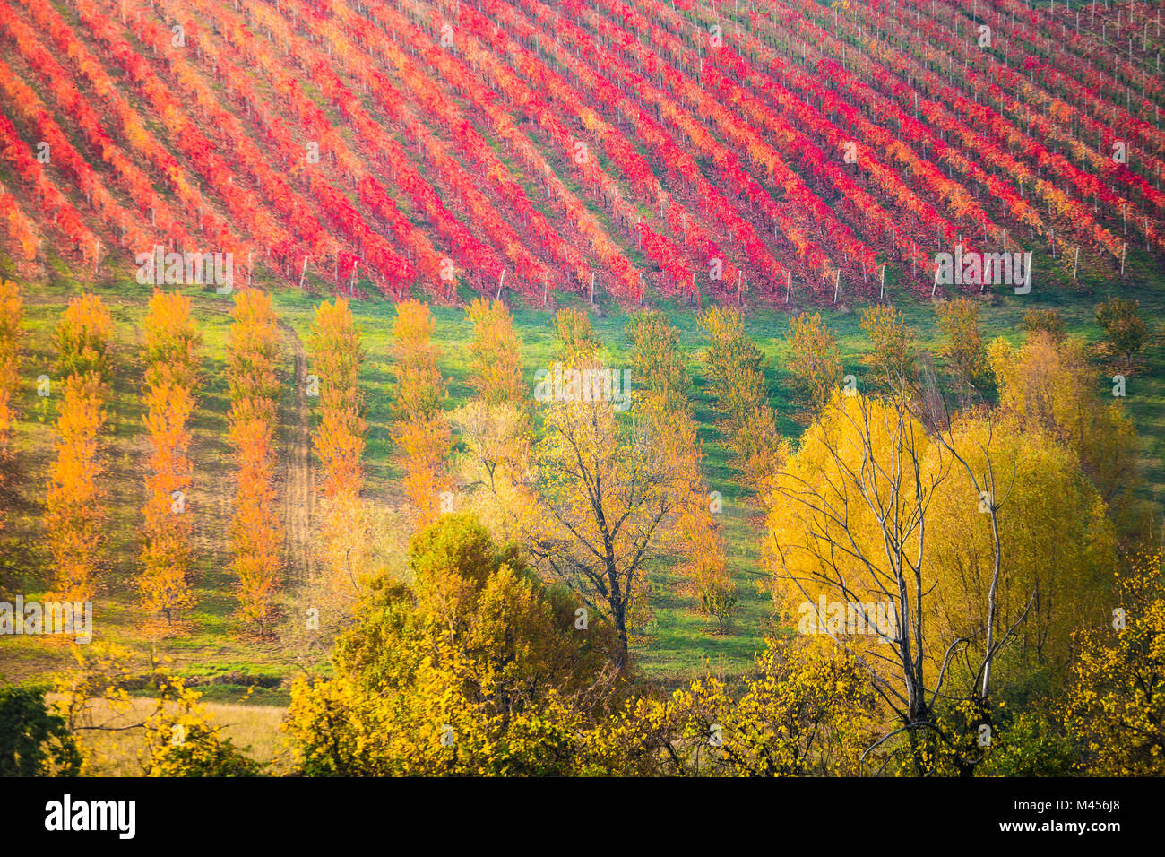 The countryside near Castelvetro, Modena Province, Emilia Romagna ...