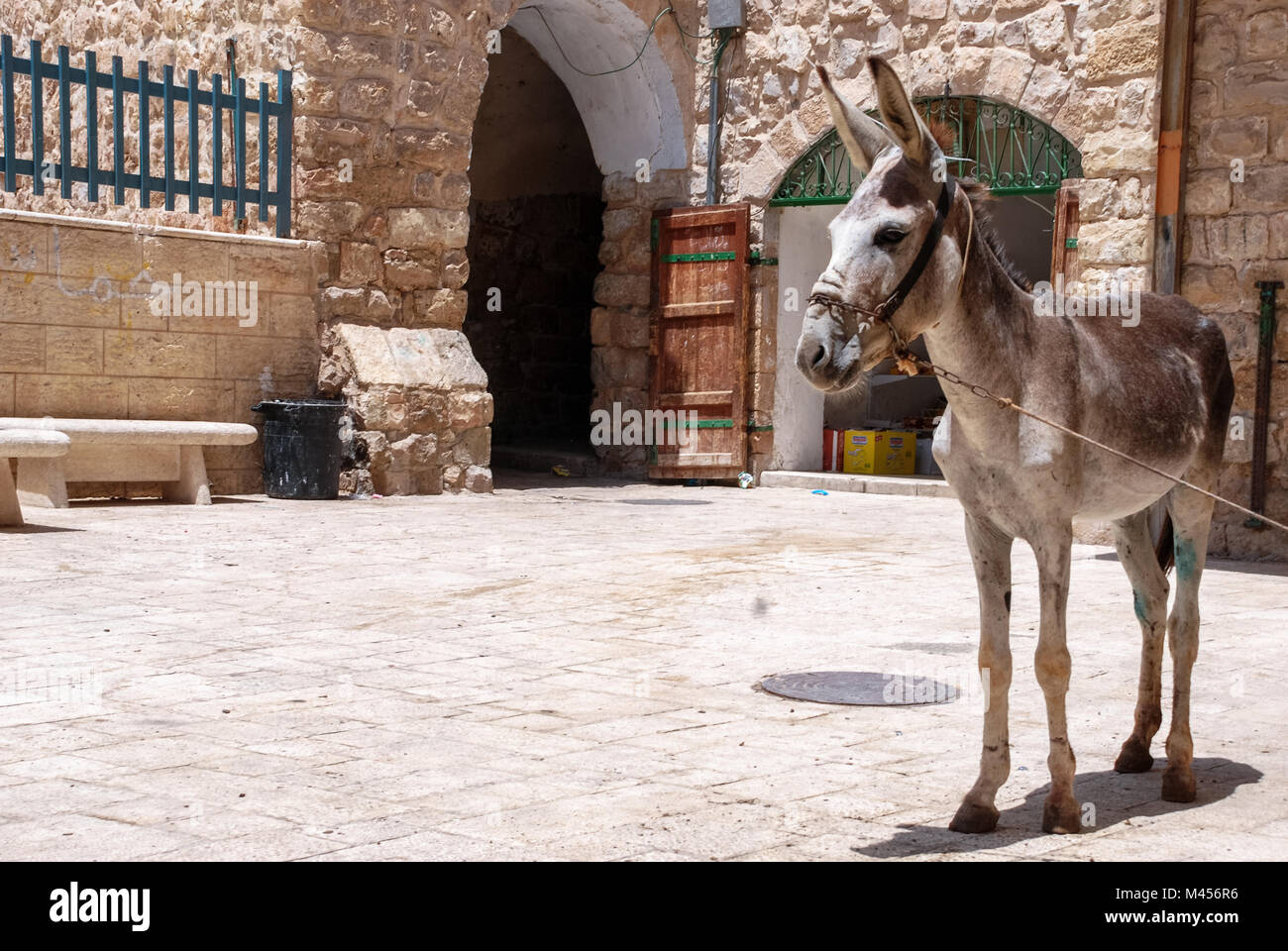 Palestinian With Donkey Stock Photos & Palestinian With Donkey Stock ...