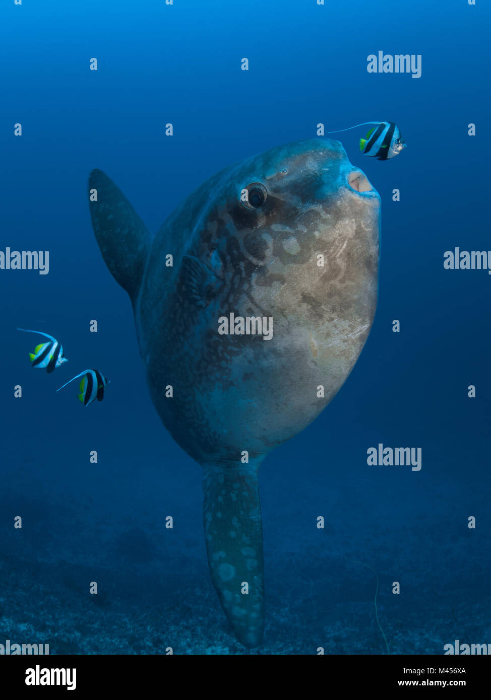 Laamu atoll reef hi-res stock photography and images - Alamy