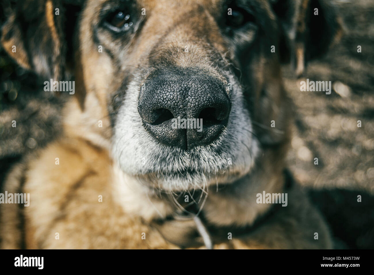 Dog snout down hi-res stock photography and images - Alamy