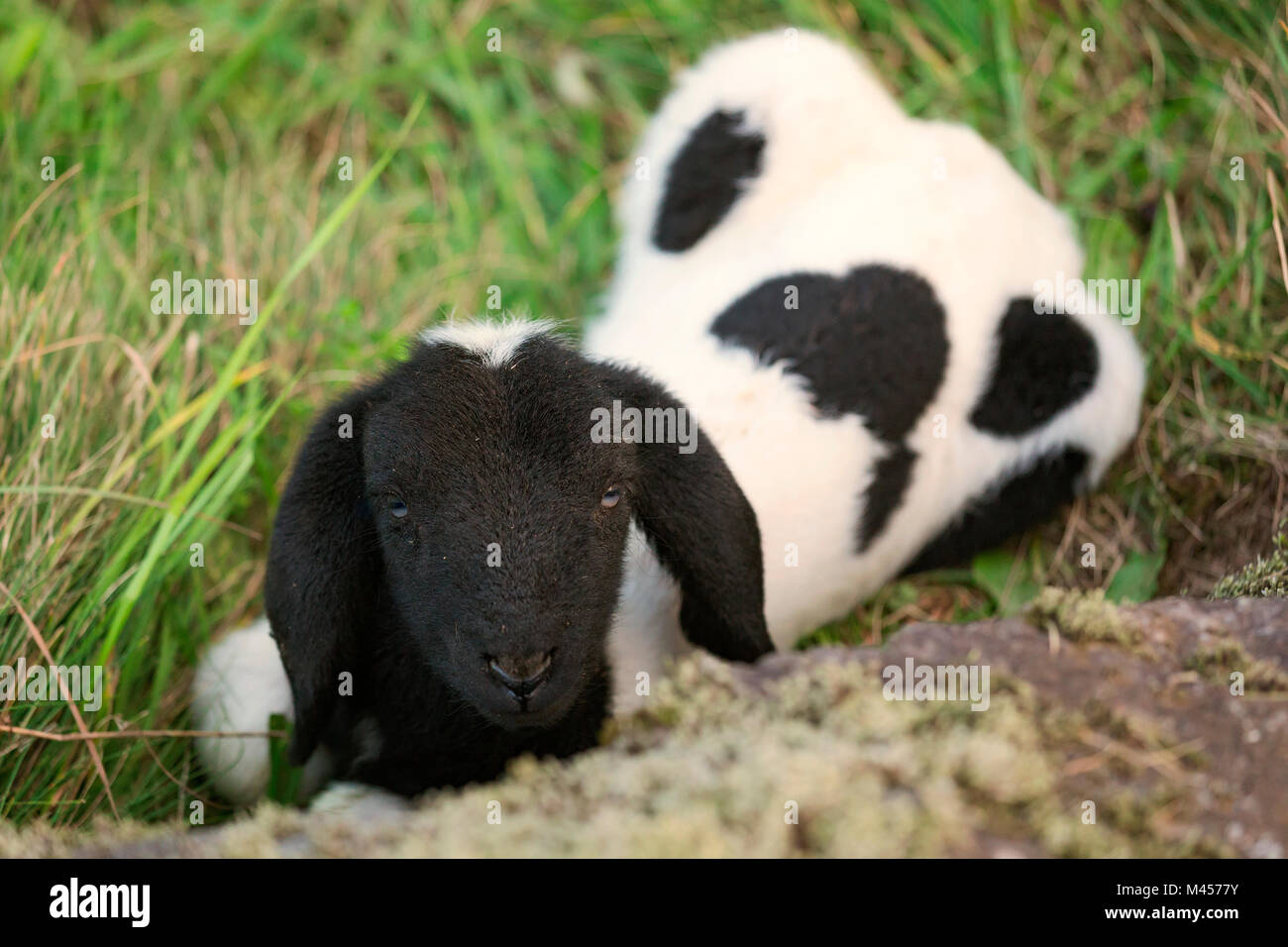 Sellrain, Innsbruck Land, Tirol - Tyrol, Austria, Europe Stock Photo ...