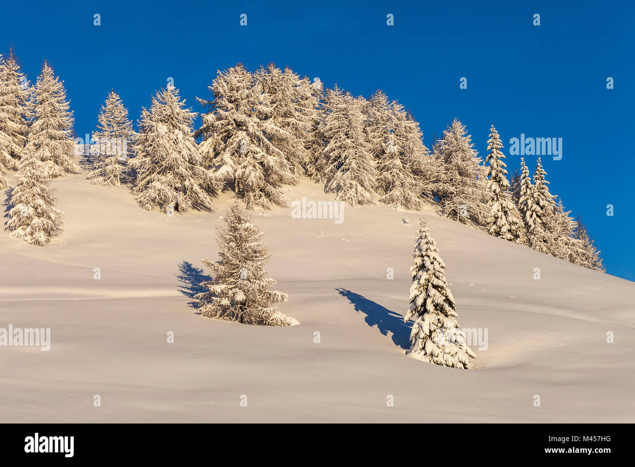 Snow capped trees, Monte Olano, Gerola Valley, Sondrio province ...