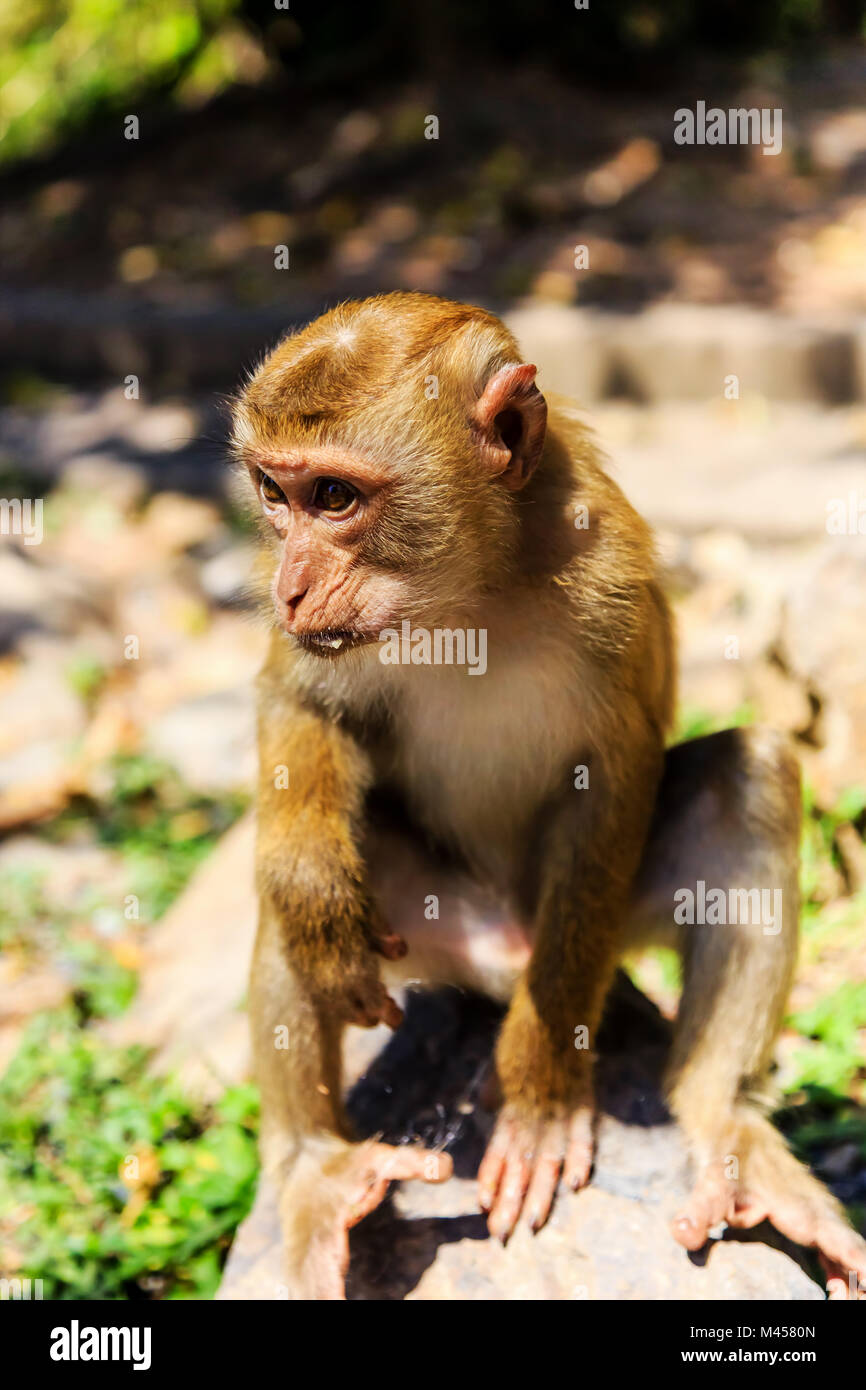 Phuket town monkey hill hi-res stock photography and images - Alamy