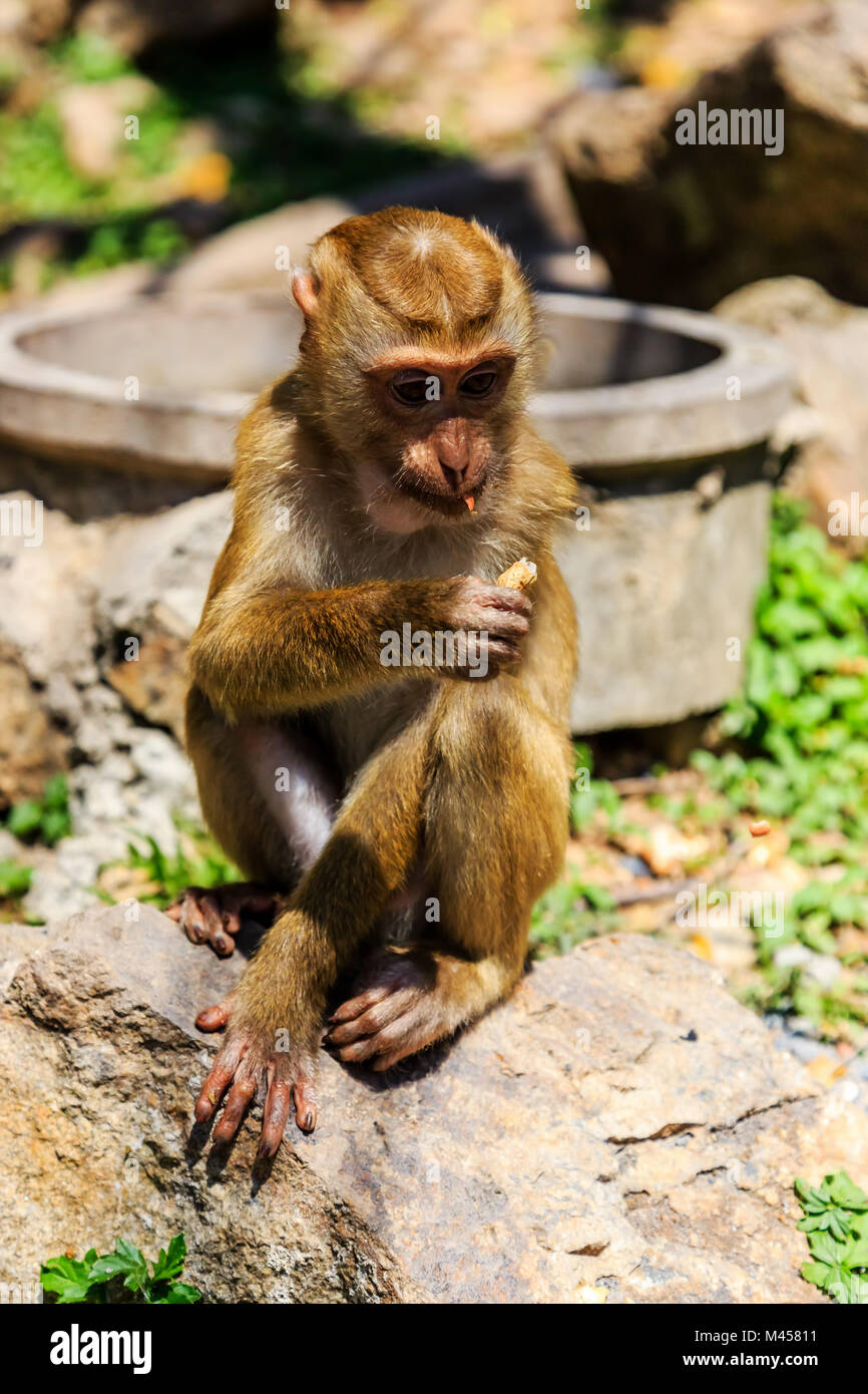 Monkey hill phuket hi-res stock photography and images - Alamy