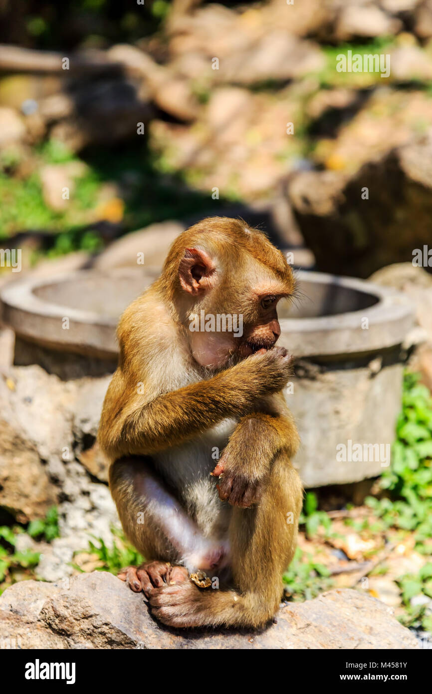Monkey at sunny day at Monkey Hill, Phuket, Thailand Stock Photo - Alamy