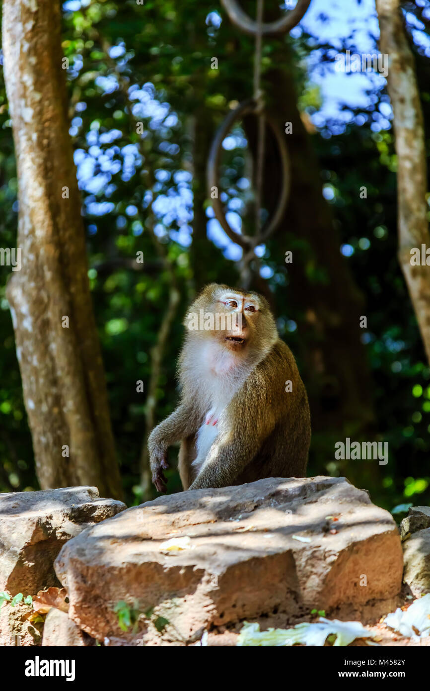 Phuket town monkey hill hi-res stock photography and images - Alamy