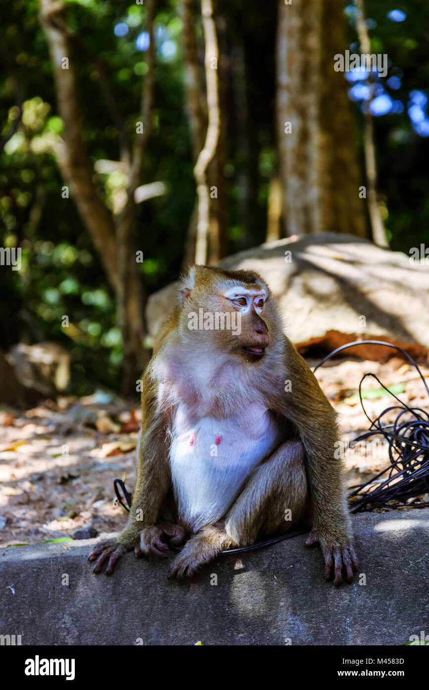 Monkey hill phuket hi-res stock photography and images - Alamy
