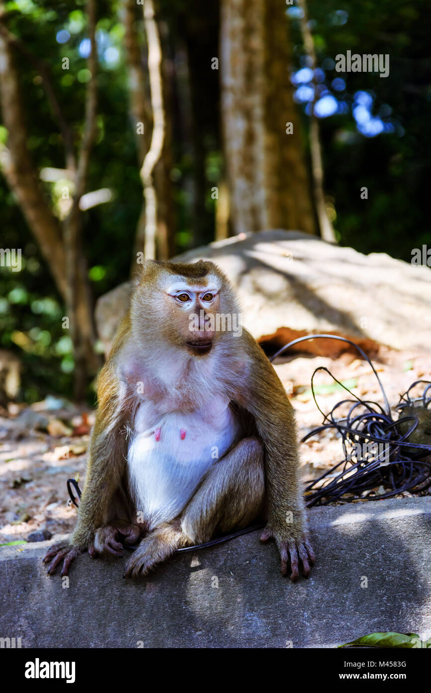 Monkey hill phuket hi-res stock photography and images - Alamy
